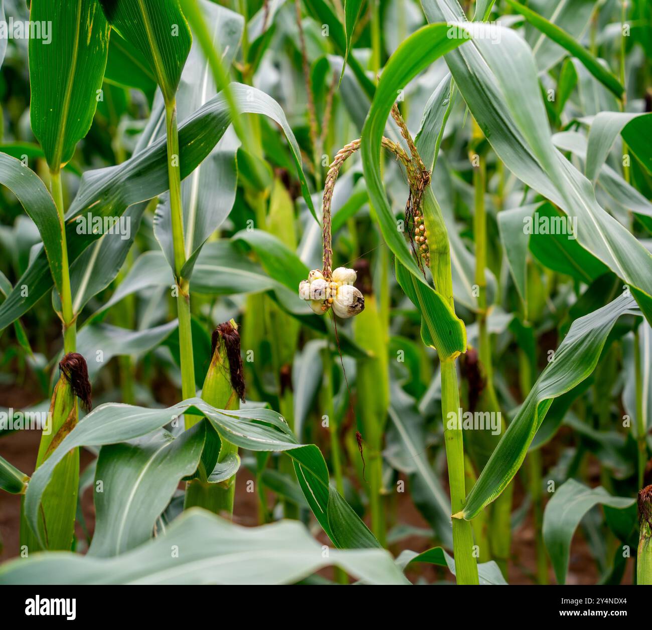 Close up of Corn plant with Corn smut (Ustilago maydis Stock Photo - Alamy