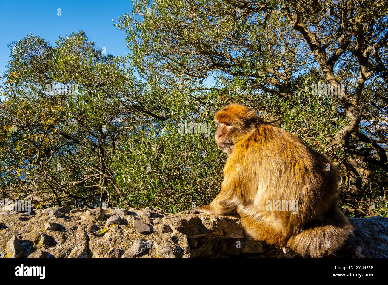 Beautiful Landscape view of monkey from Gibraltar Skywalk in Spain's ...