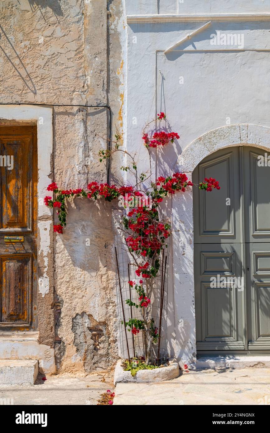 Plant throwing red flowers in front of a historic house Stock Photo - Alamy
