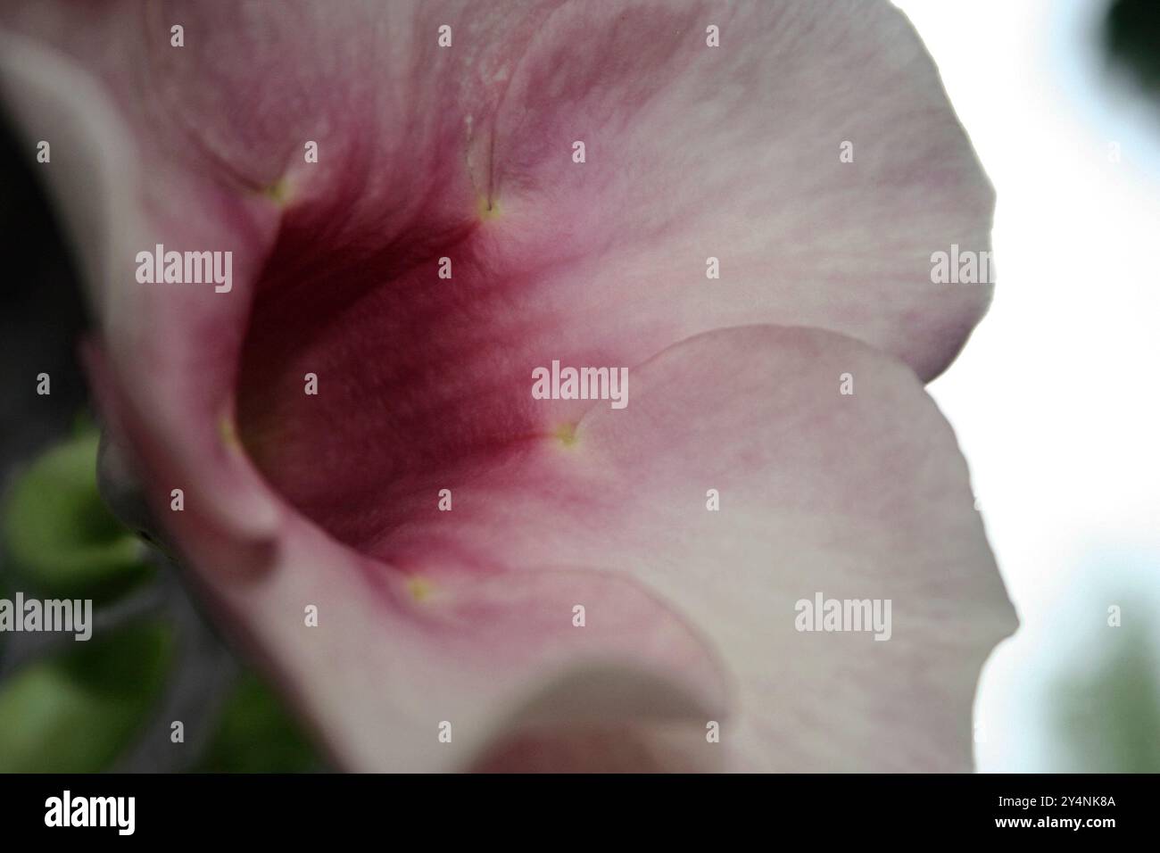 Allamanda flower hi-res stock photography and images - Alamy