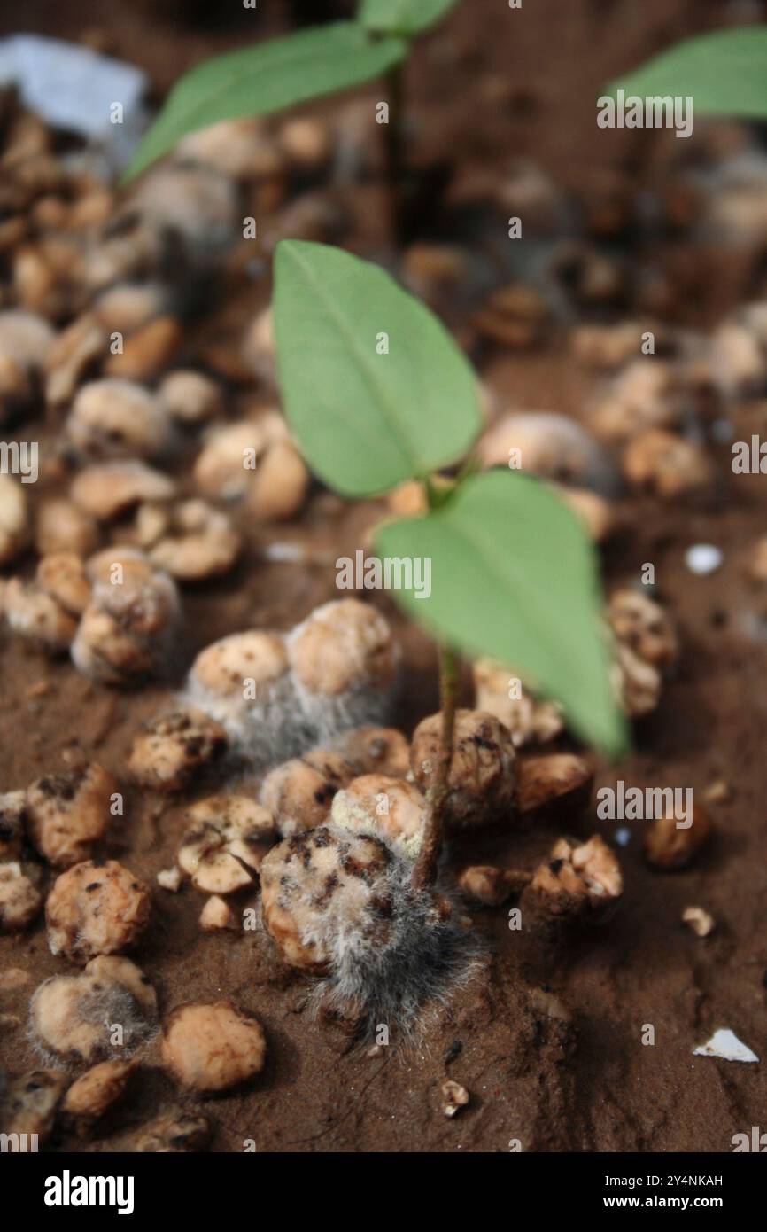 Vadodara, Gujarat / India - July 6, 2006 : A small plant in wet soil in ...