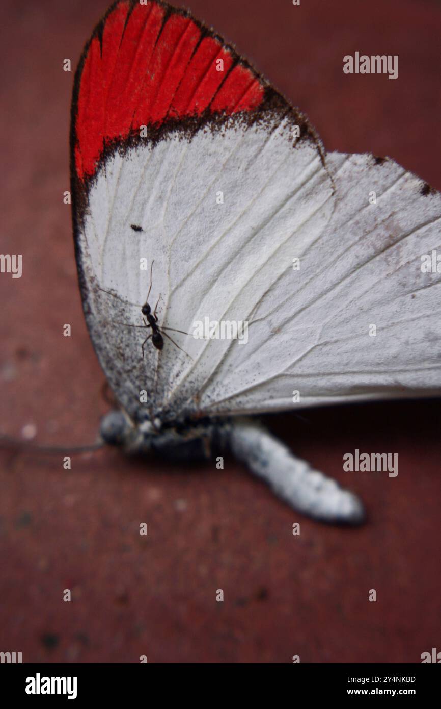 Vadodara, Gujarat / India - July 6, 2006 : Close-up view of the dead ...