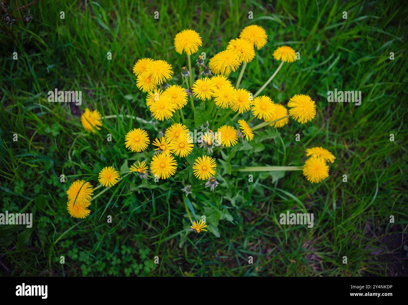 Group of dandelions growing wild in green grass Stock Photo - Alamy