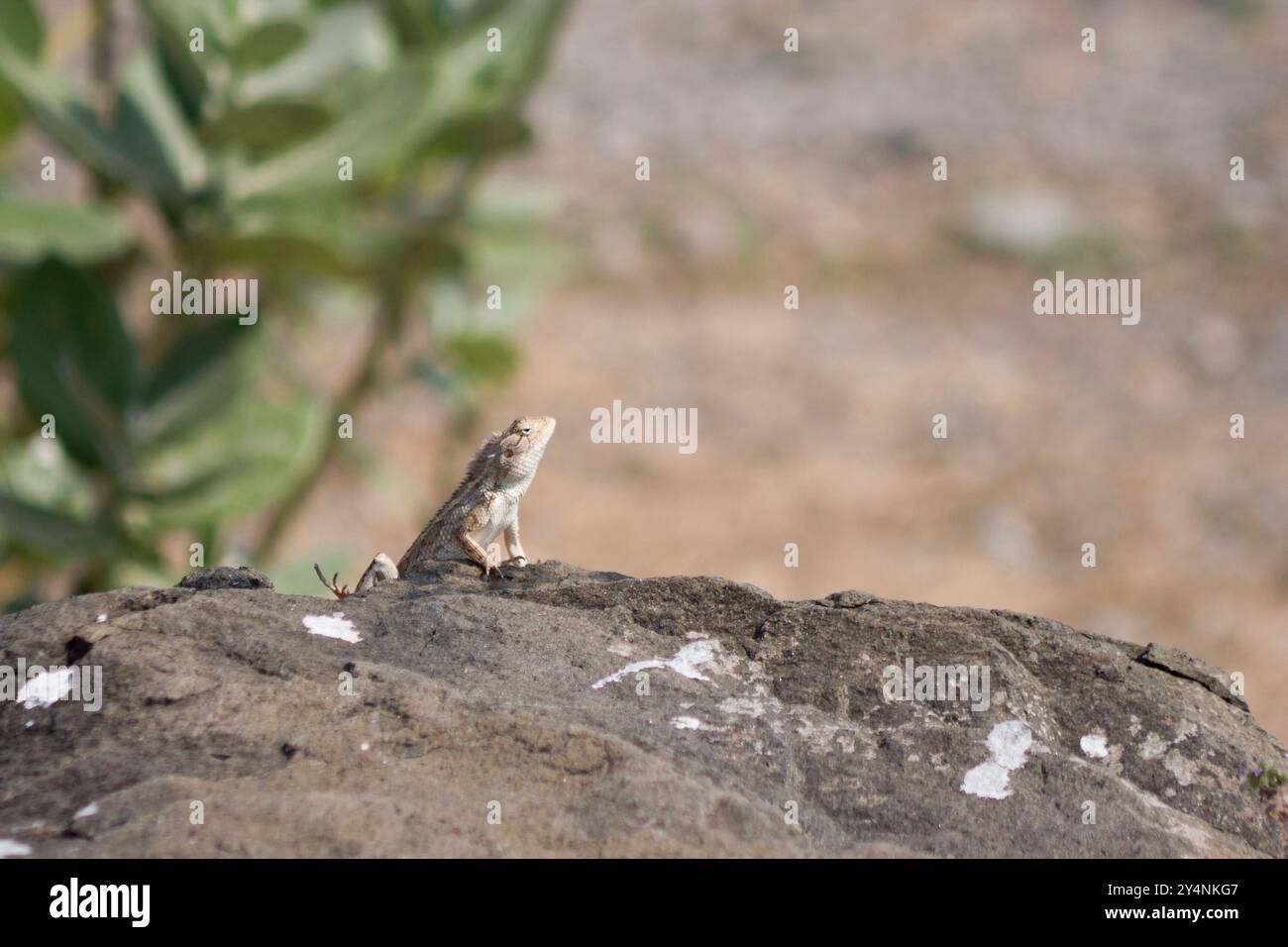 Lizard india wall hi-res stock photography and images - Alamy