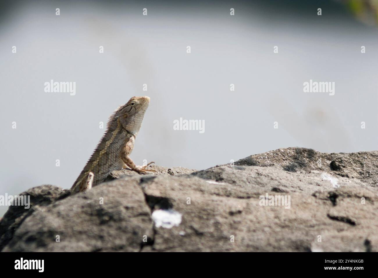 Lizard india wall hi-res stock photography and images - Alamy