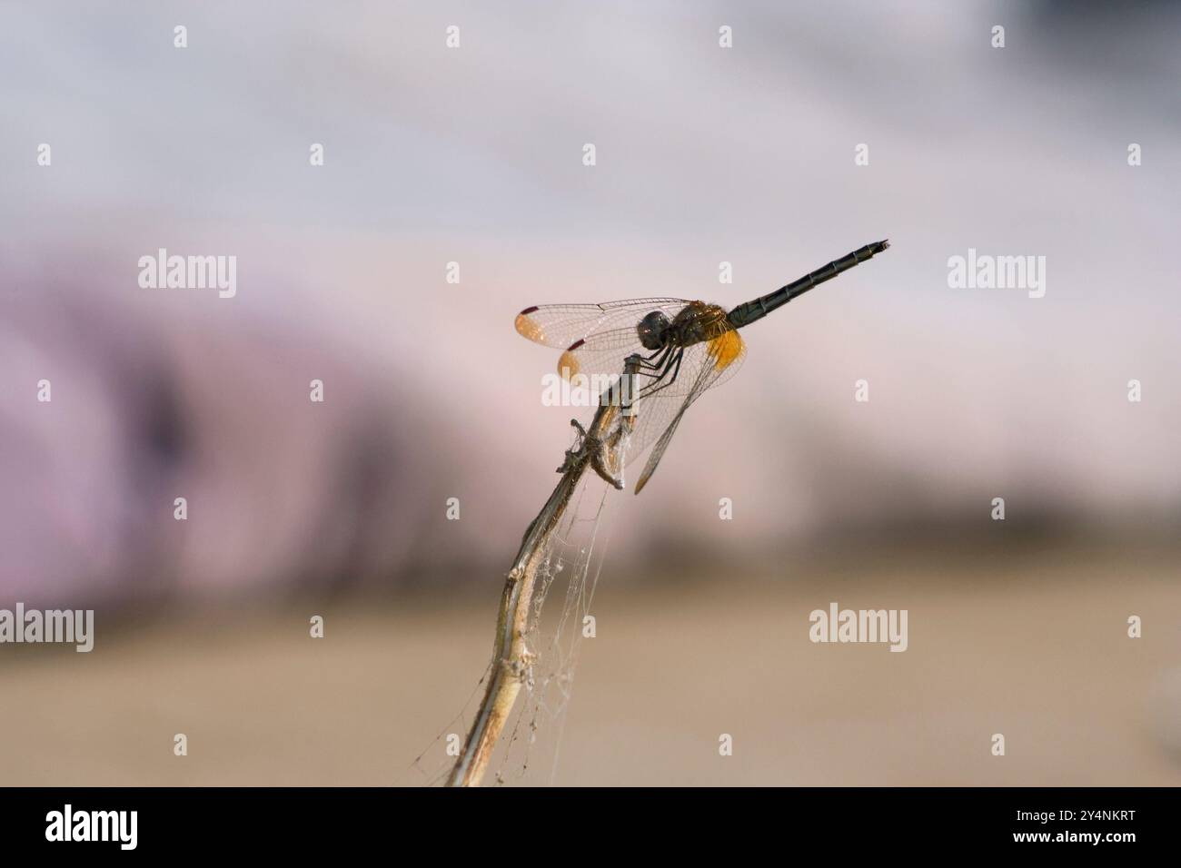 Navagam hi-res stock photography and images - Alamy