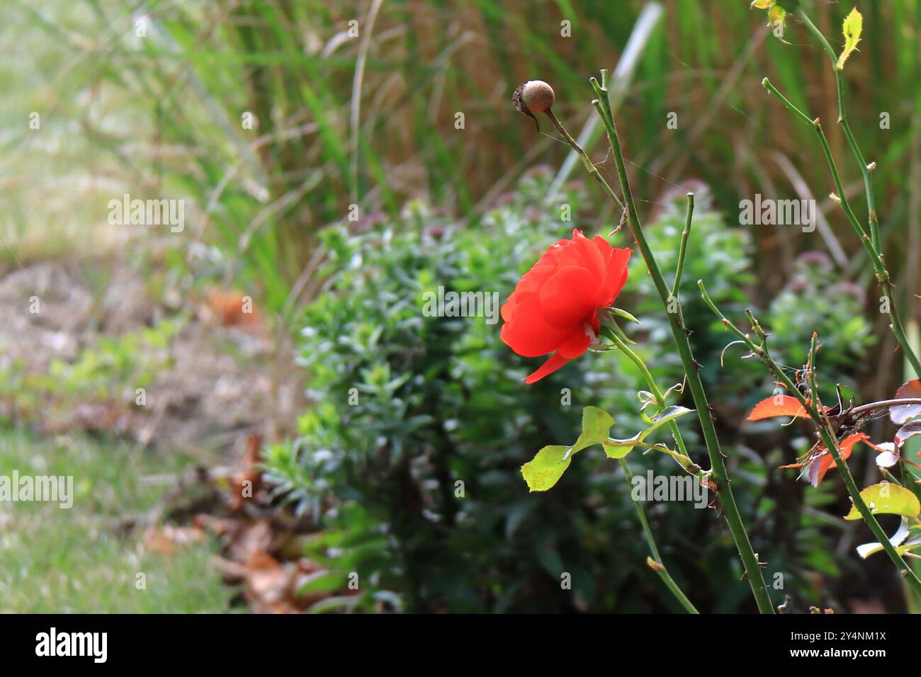 Gosport, Hampshire, England. 13 September 2024. A single red rose ...