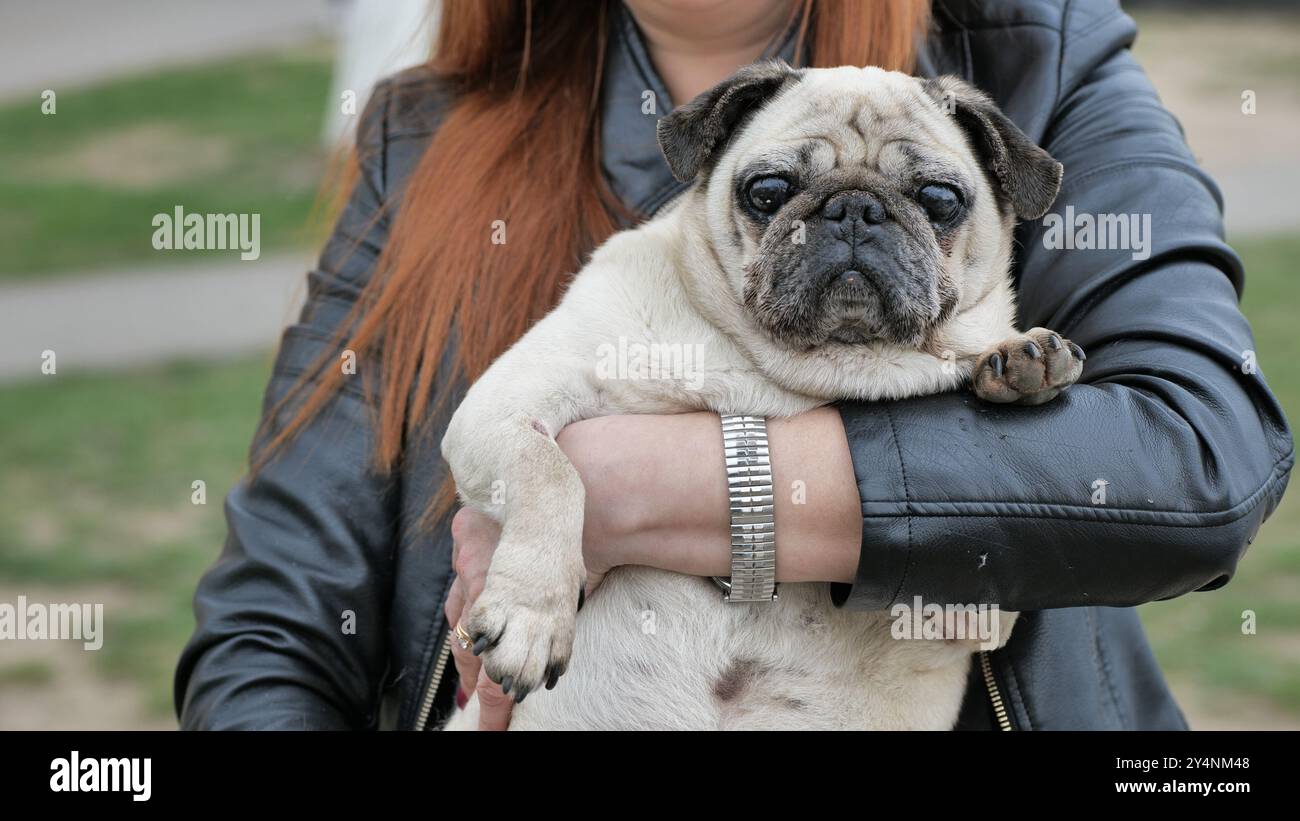 Woman holding her lovely pug dog in her arms while taking a walk in the ...
