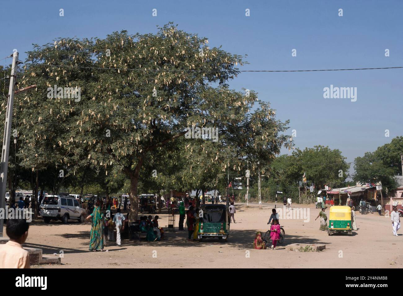 Khambhat, Gujarat / India - January 9, 2011 : A big tree in the village ...
