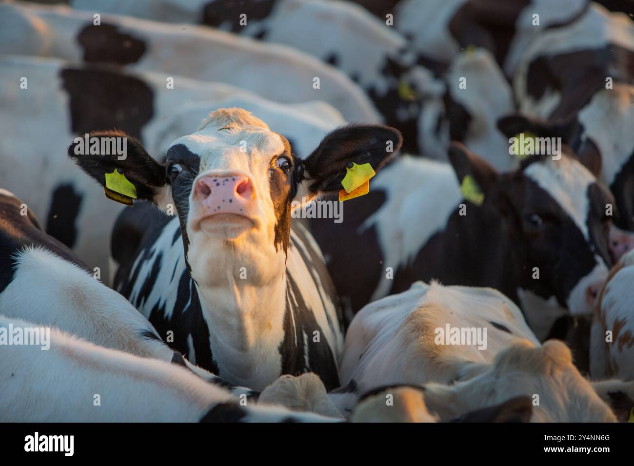 young black and white spotted cow streches head surrounded by other ...
