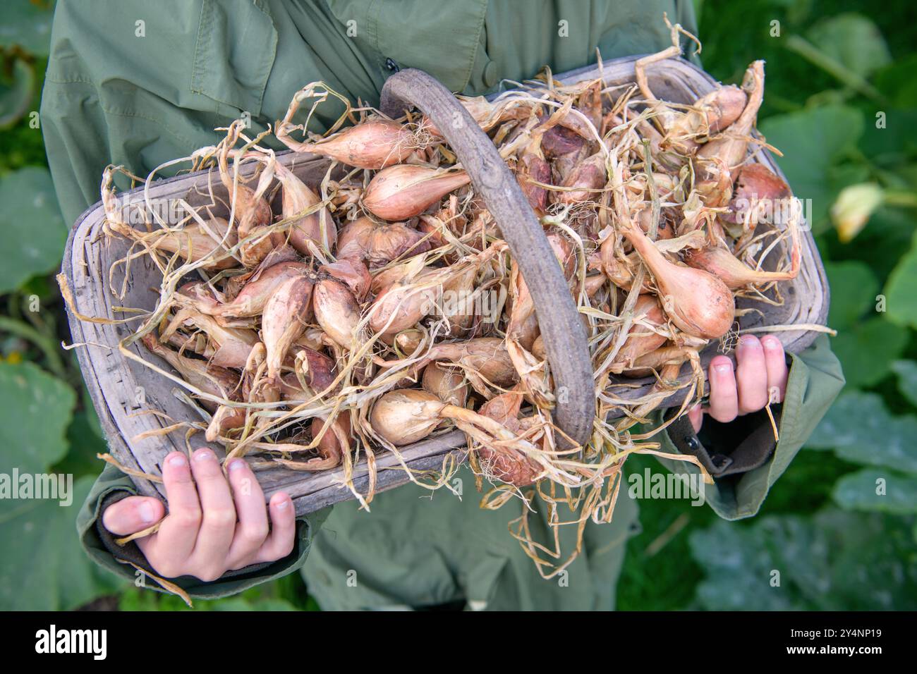 A young boy with a trug and harvest of shallots, UK Stock Photo - Alamy