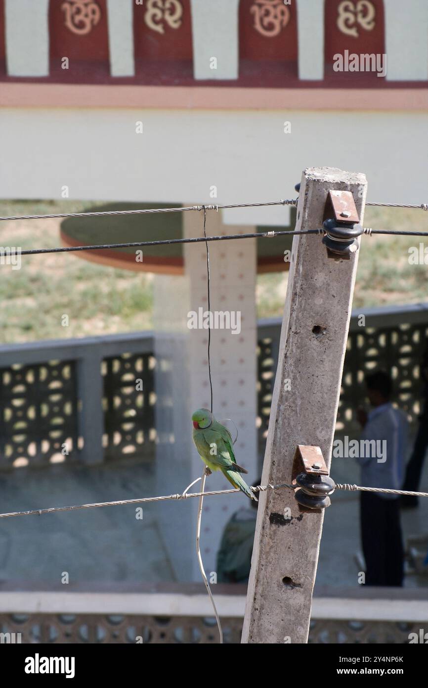Parrot sitting on power cable hi-res stock photography and images - Alamy