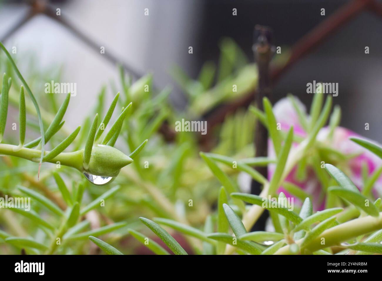 Vadodara, Gujarat / India - July 10, 2012 : During the monsoon, a rain ...