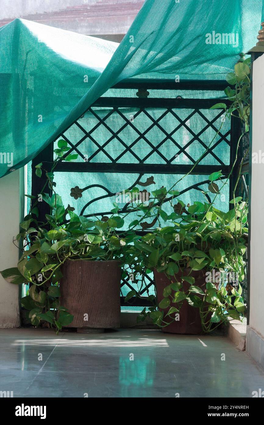 Vadodara, Gujarat / India - September 29, 2012 : Money plant in home ...