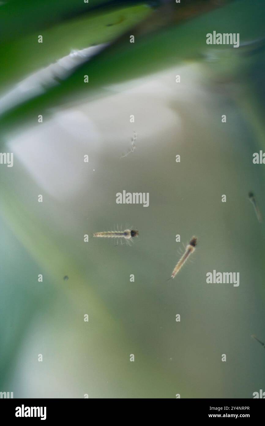 Water larvae hi-res stock photography and images - Alamy