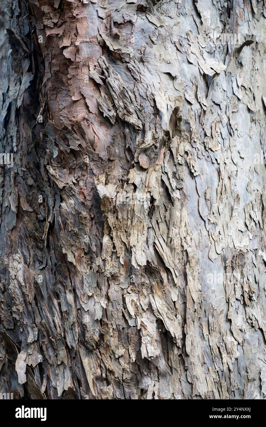A close up, abstract image of flaking bark on a living tree trunk in ...