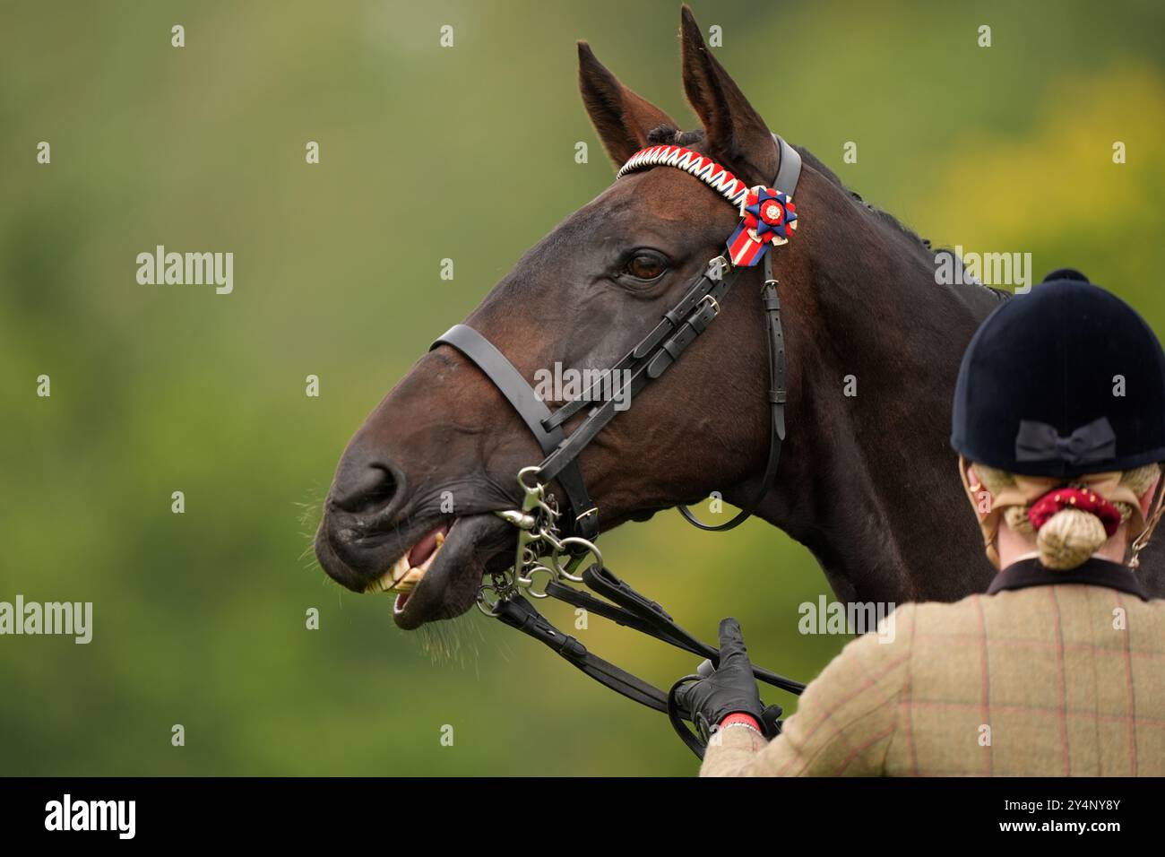 Horses are judged during the Retraining of Racehorses competition at ...