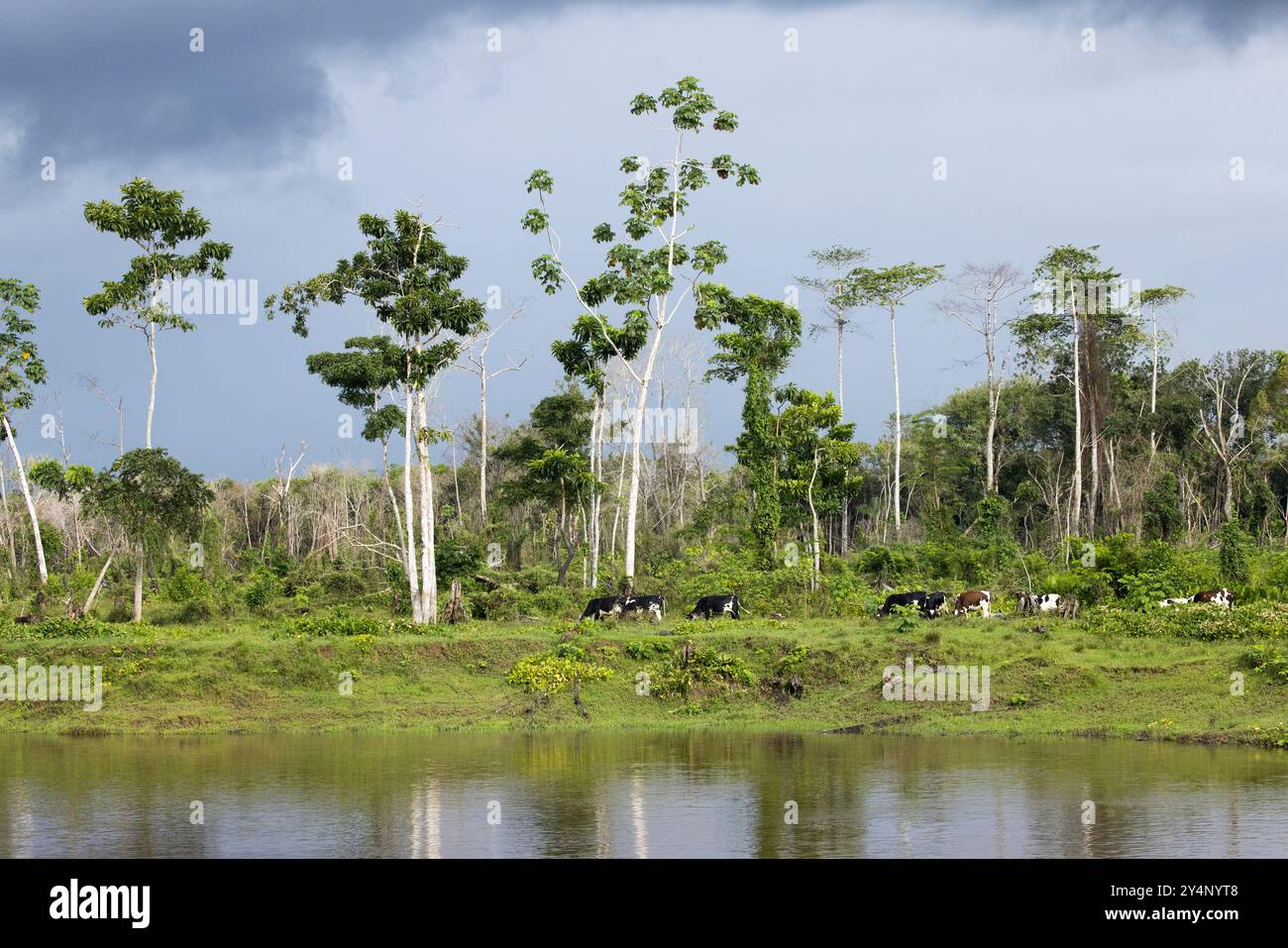 Deforestation for cattle farming along the Amazon River Stock Photo - Alamy