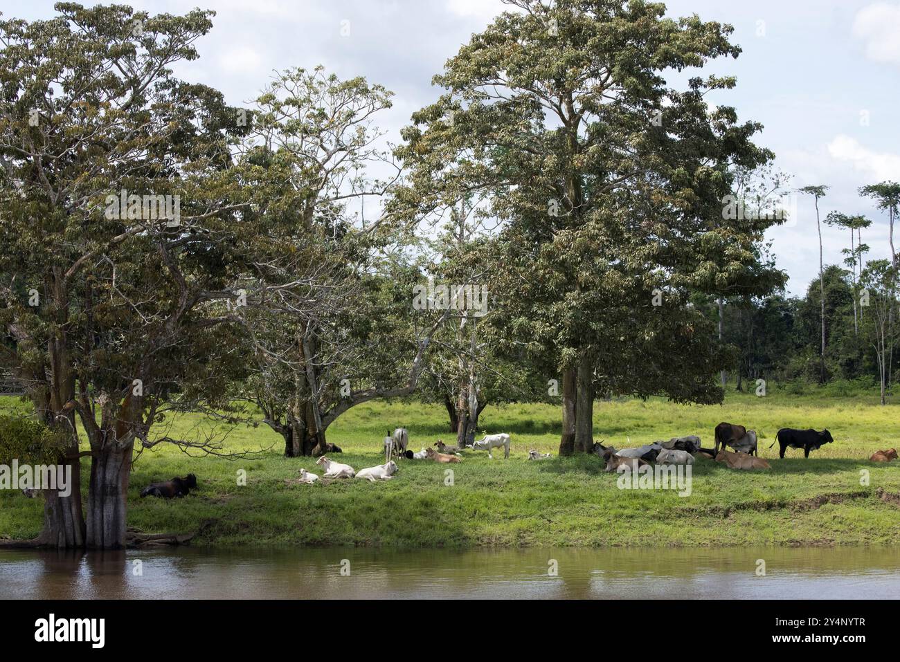 Deforestation for cattle farming along the Amazon River Stock Photo - Alamy