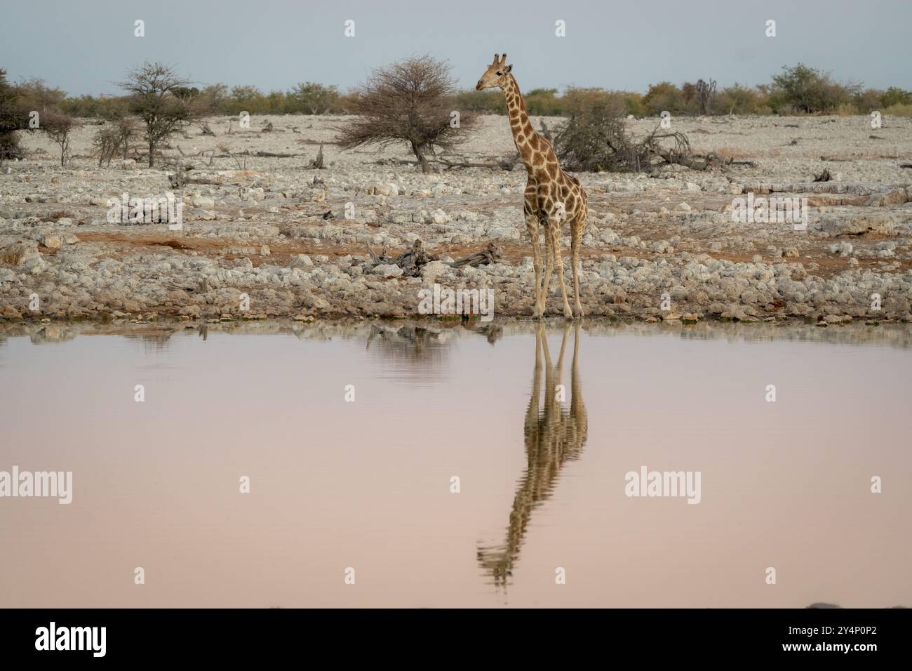 Tall adult stands hi-res stock photography and images - Alamy