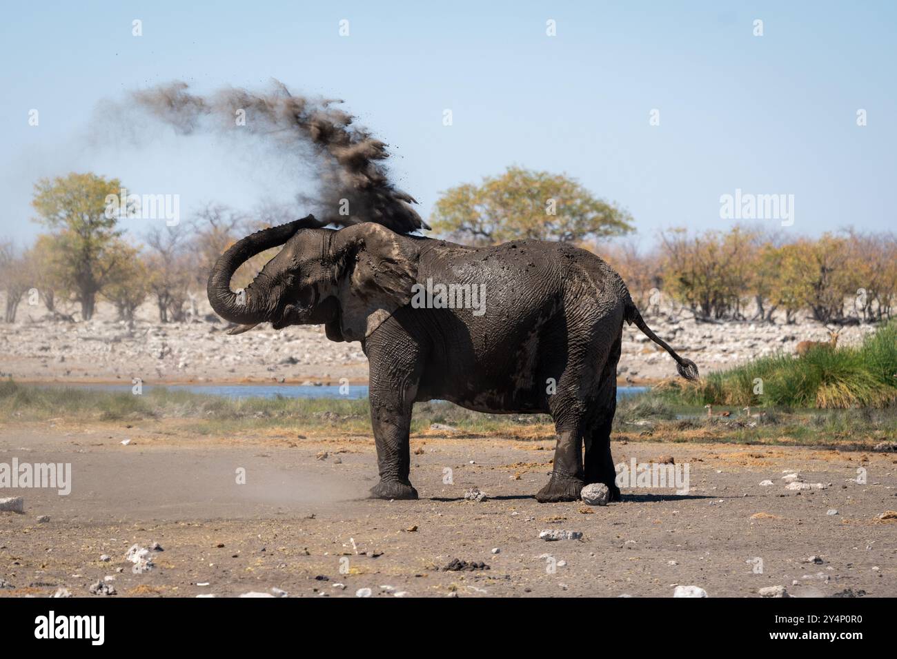 An adult African elephant spraying itself with mud to protect its skin ...