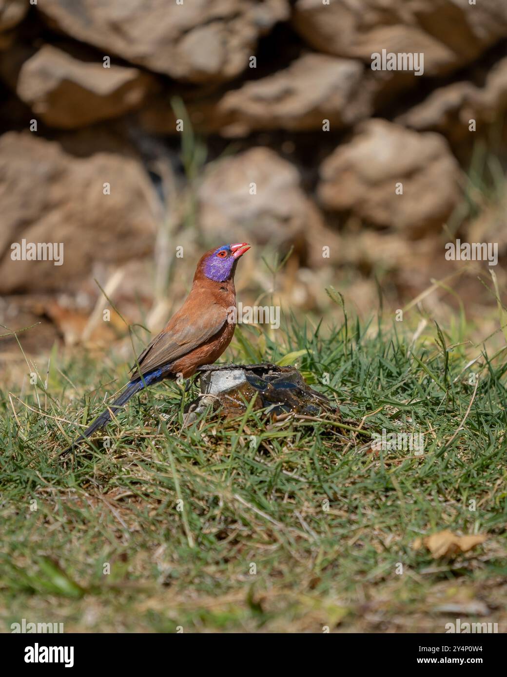 A small, male violet-eared waxbill drinking some water among grass with ...