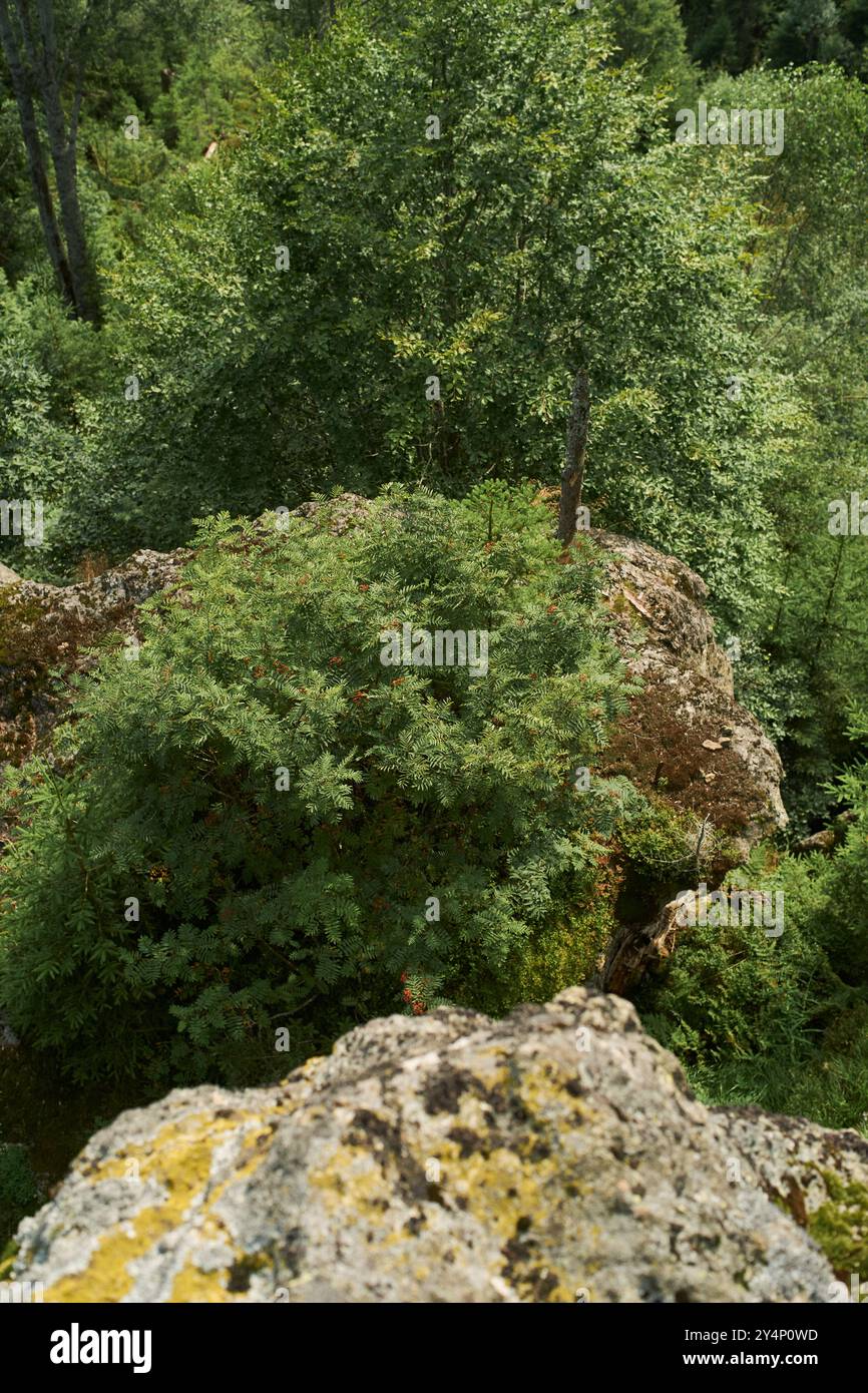 The Bavarian Forest is a breathtaking natural paradise with dense ...
