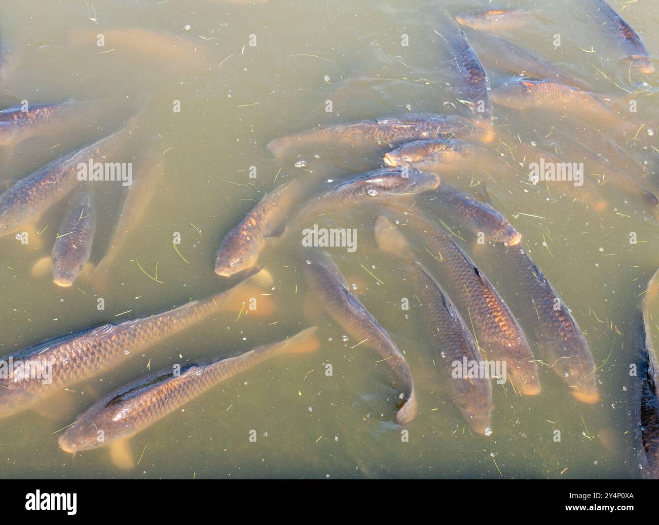 Carp in a fish pond Stock Photo - Alamy