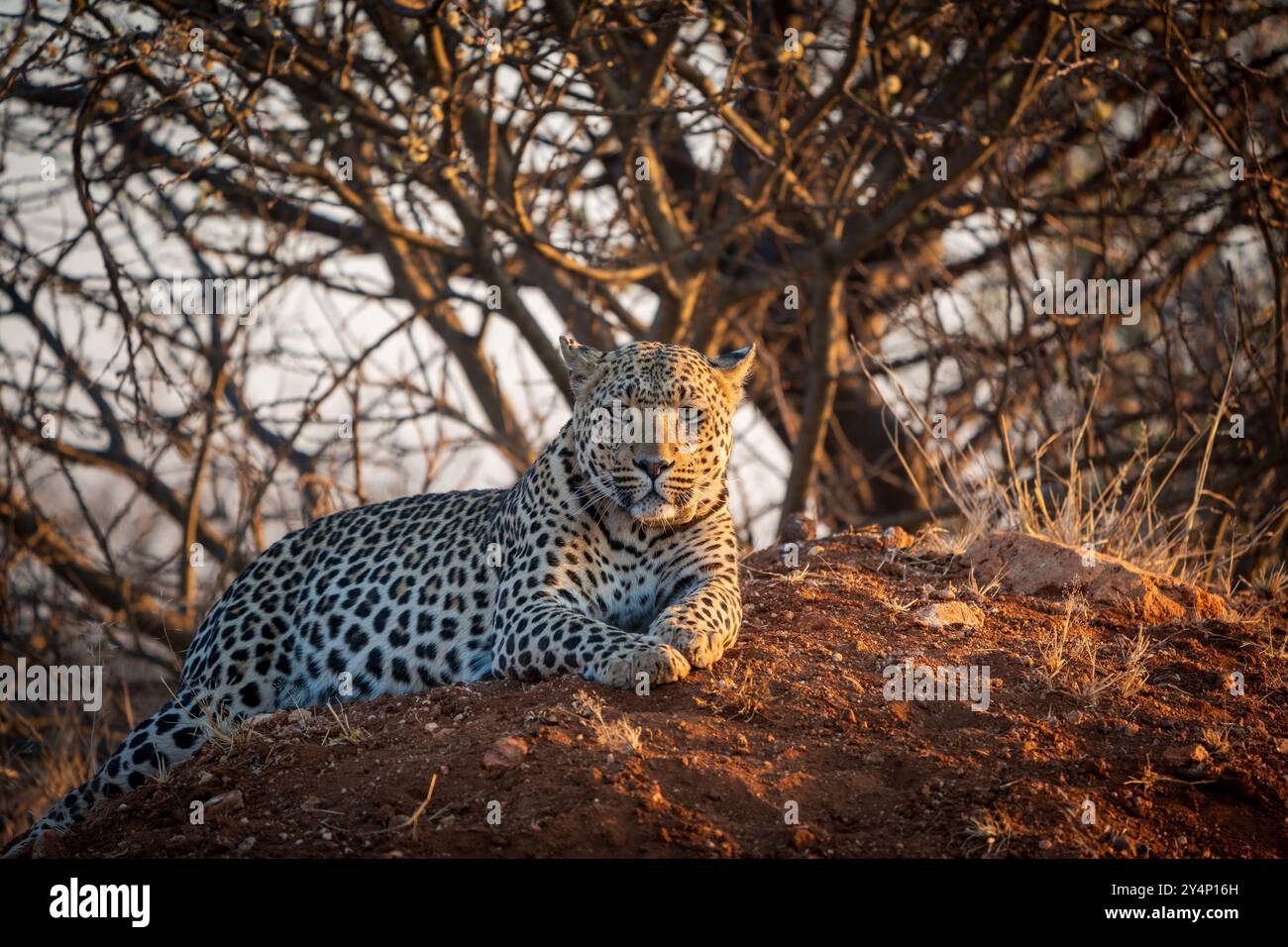 A beautiful adult leopard lying on top of a mound of earth, staring ...