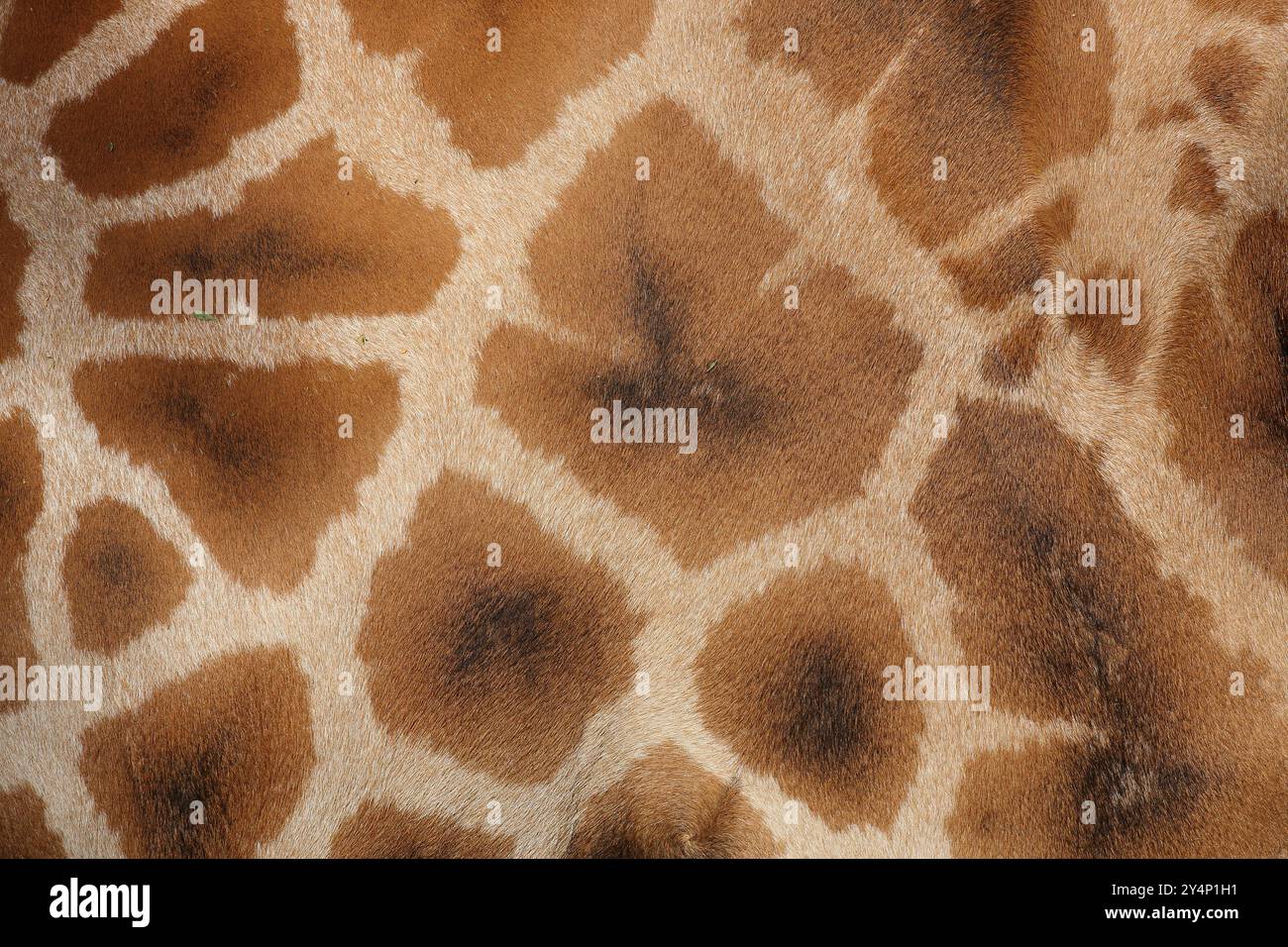 Giraffe for projects hi-res stock photography and images - Alamy