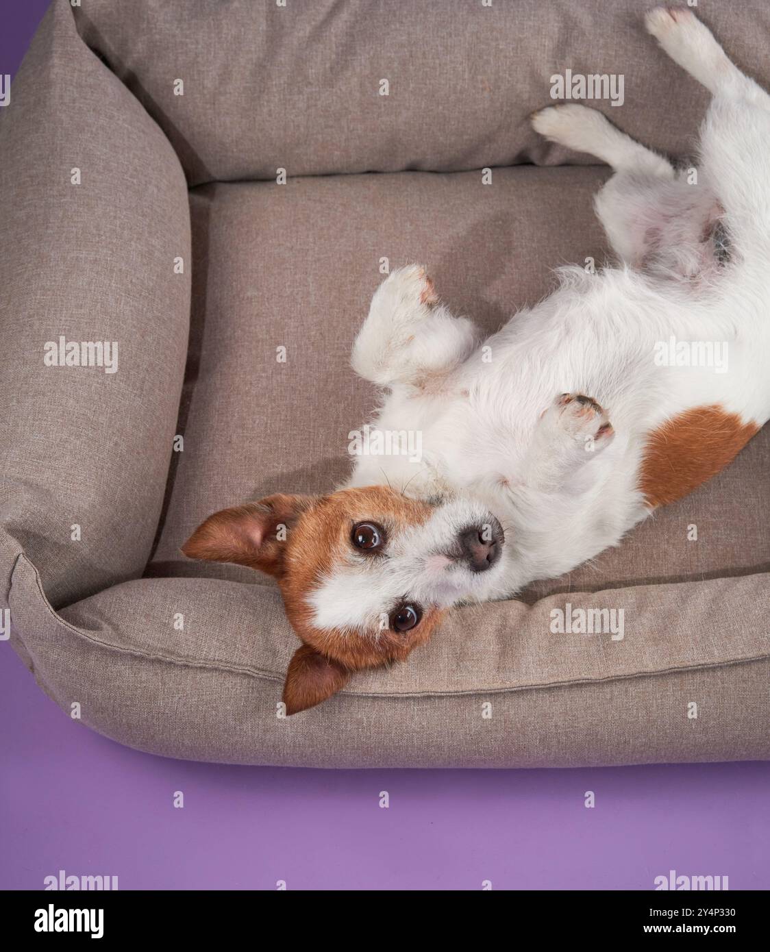 Relaxed dog lounges comfortably on hi-res stock photography and images ...