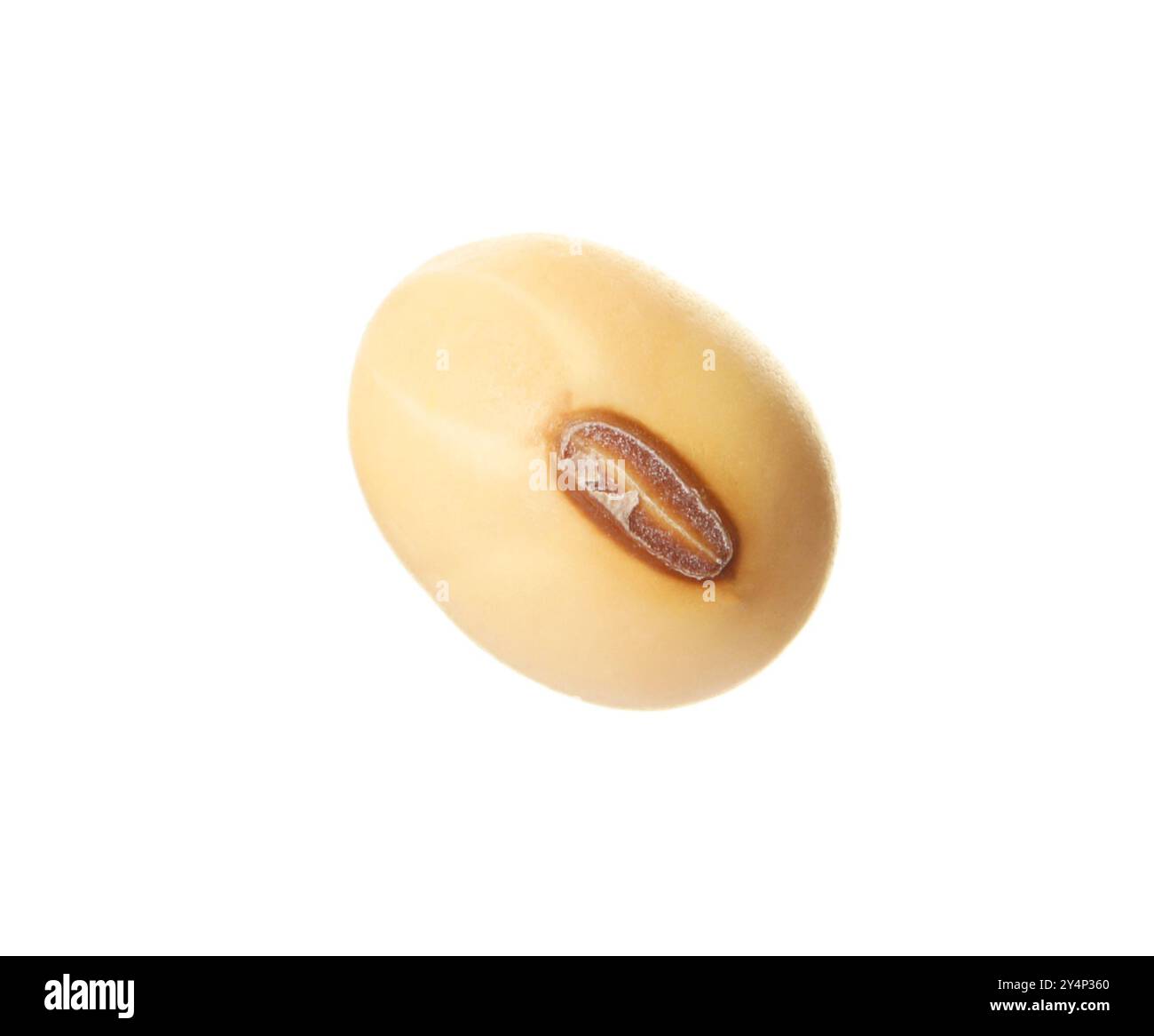 Soya bean crop Cut Out Stock Images & Pictures - Alamy