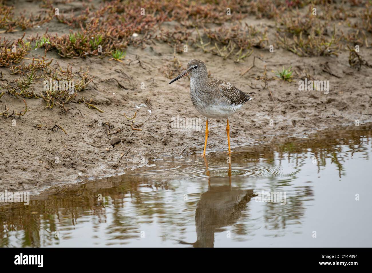 Redshank, Tringa totanus, wlaking along a muddy shore Stock Photo - Alamy
