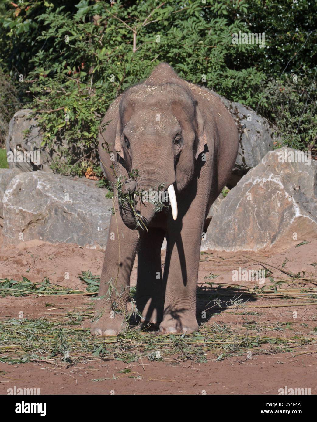 Asiatic Elephant (elephas maximus Stock Photo - Alamy