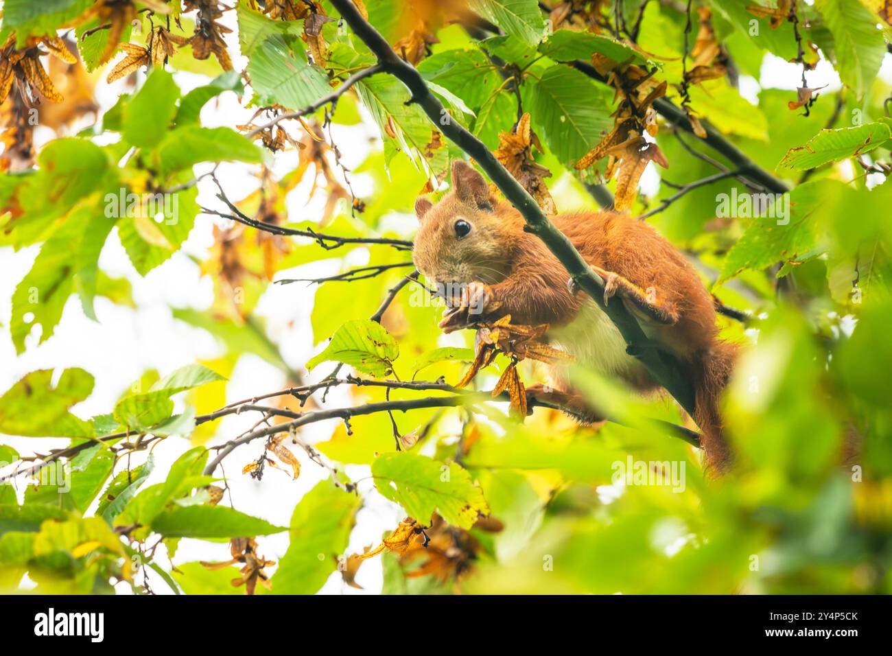 Small squirrel sitting on branch hi-res stock photography and images ...