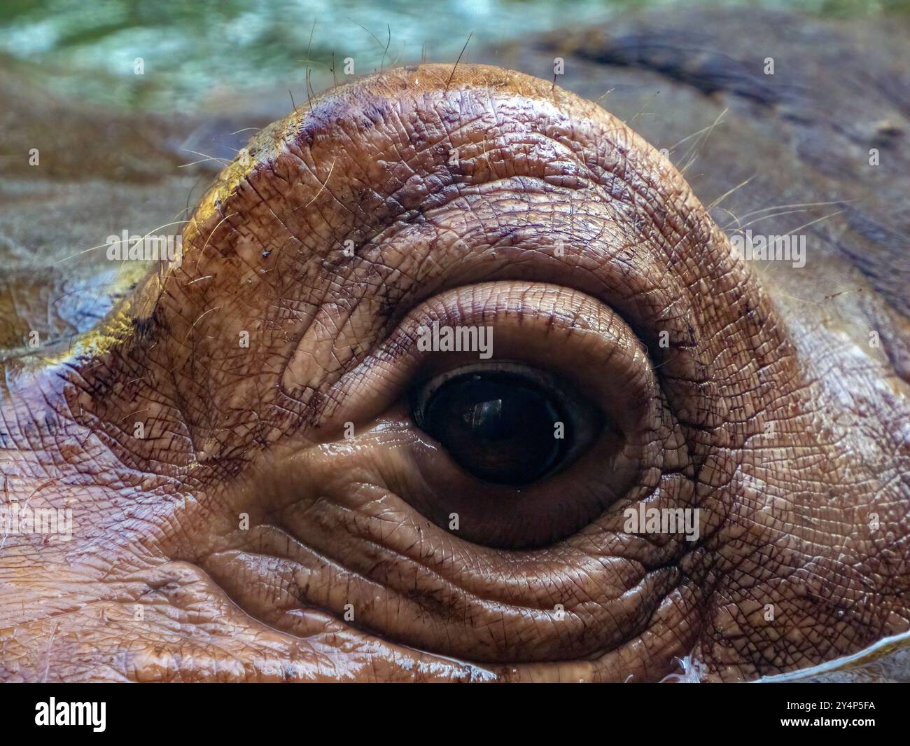An Hippo eye. Hippopotamus eye close up detail Stock Photo - Alamy