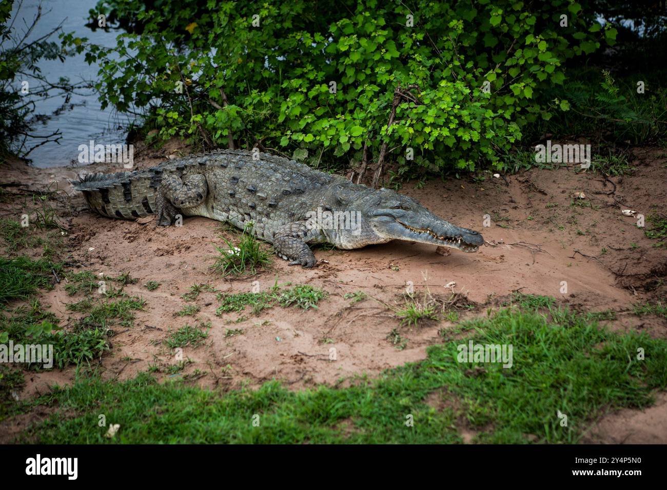 The image shows a large crocodile basking in the sun on the edge of a ...