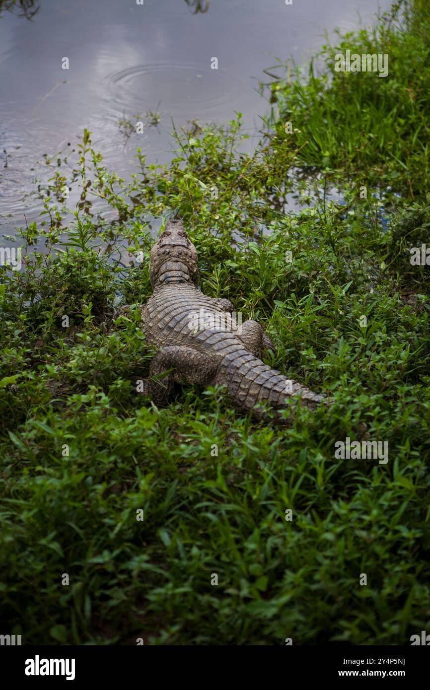 The image shows a large crocodile basking in the sun on the edge of a ...