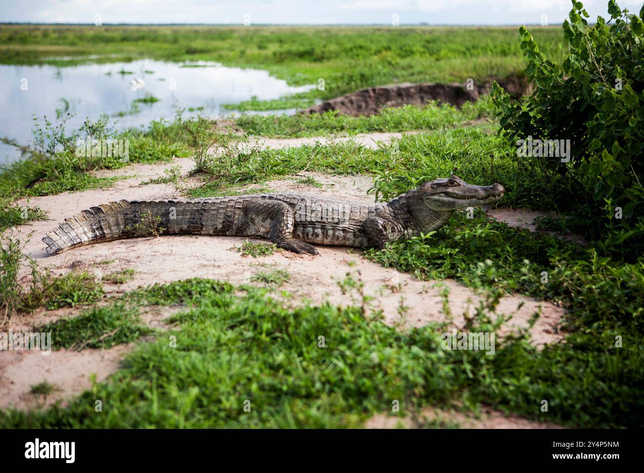 The image shows a large crocodile basking in the sun on the edge of a ...