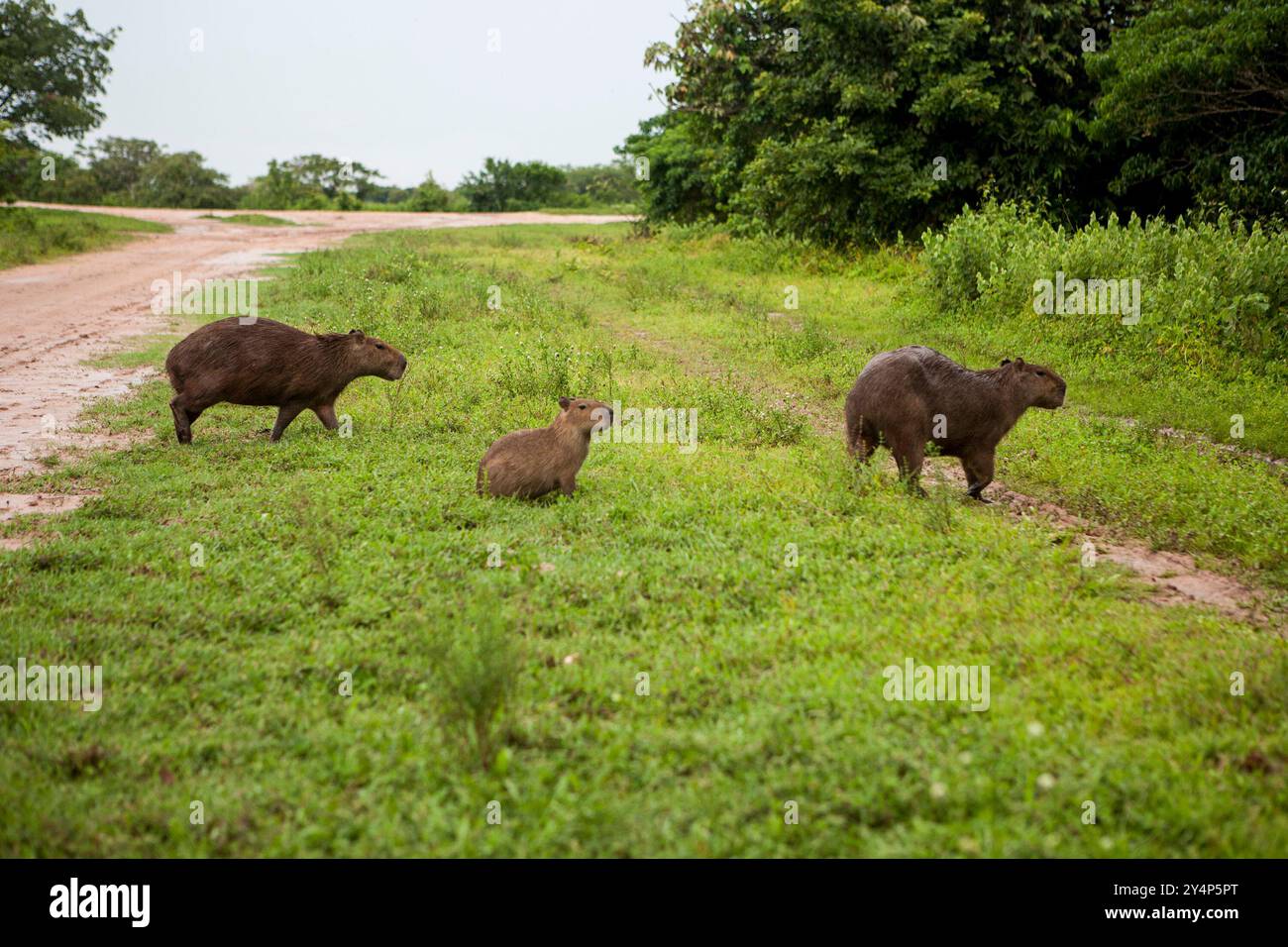 Capybara large rodent hi-res stock photography and images - Alamy