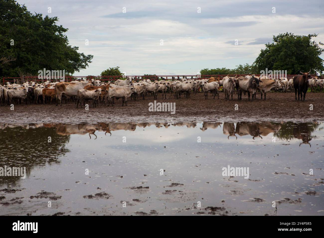 Herd of cattle standing in a muddy field. The cattle are a mix of brown ...
