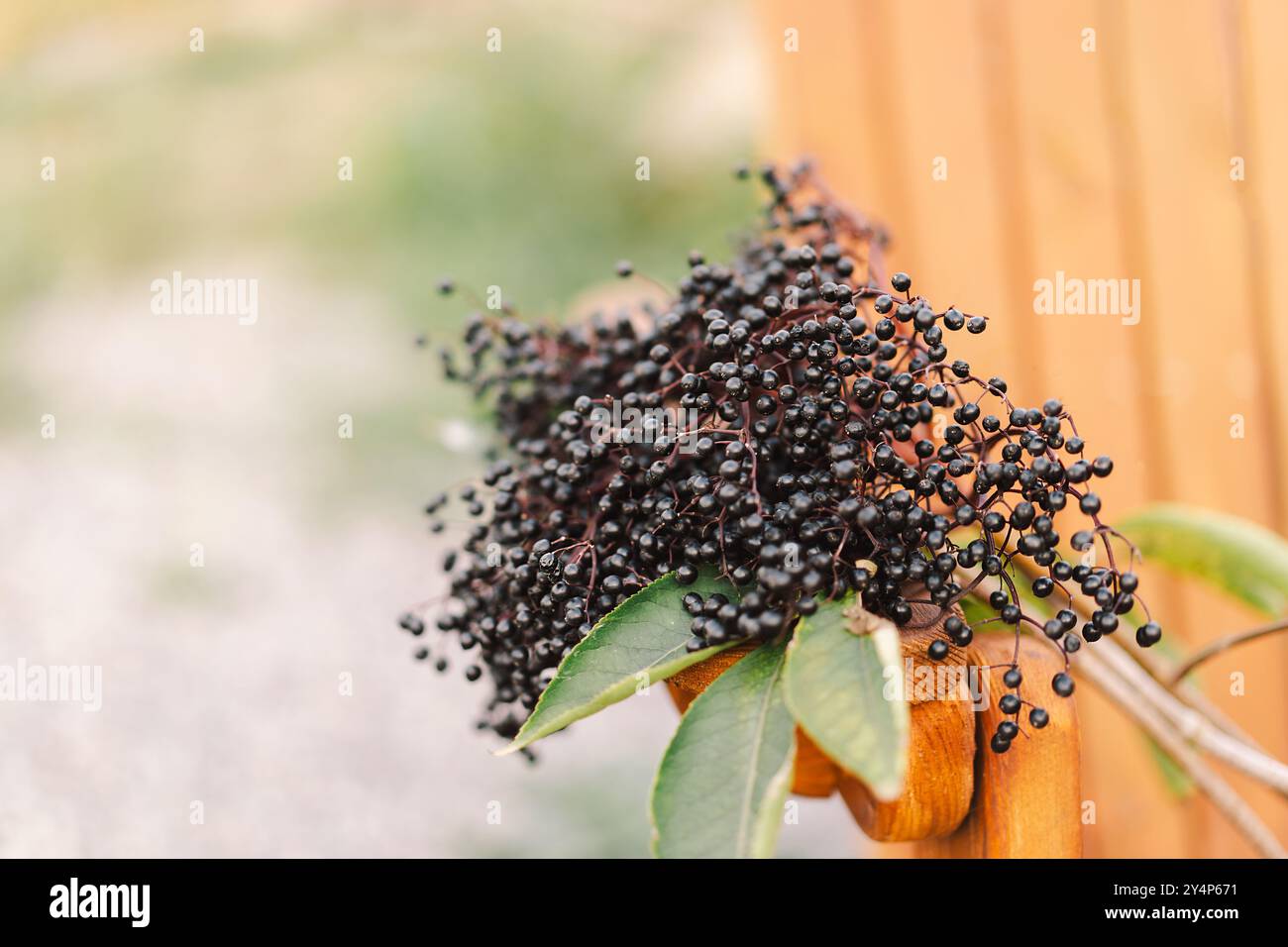 A cluster of ripe elderberries with deep purple-black fruit Stock Photo ...