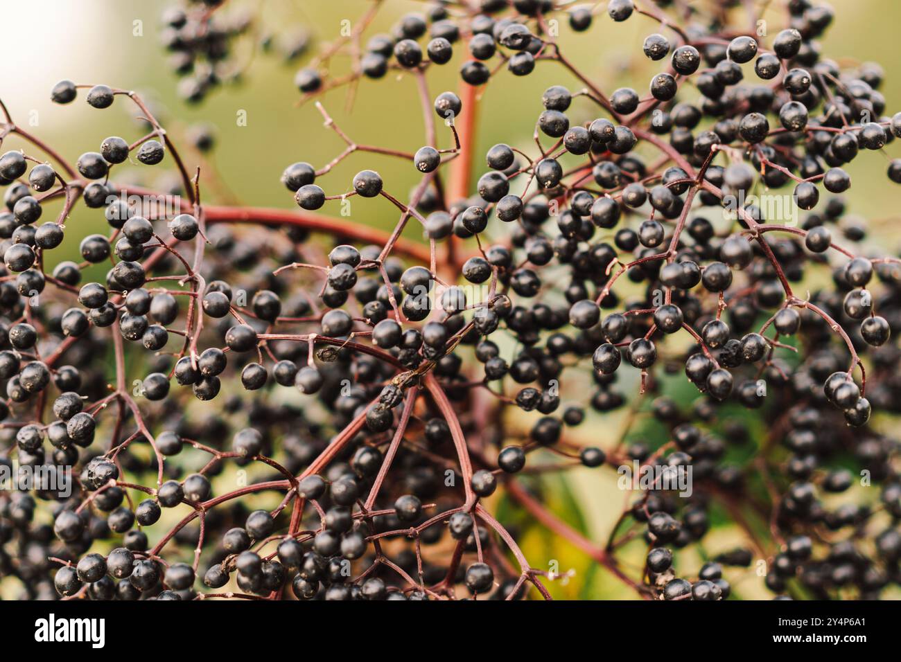 A cluster of ripe elderberries with deep purple-black fruit Stock Photo ...