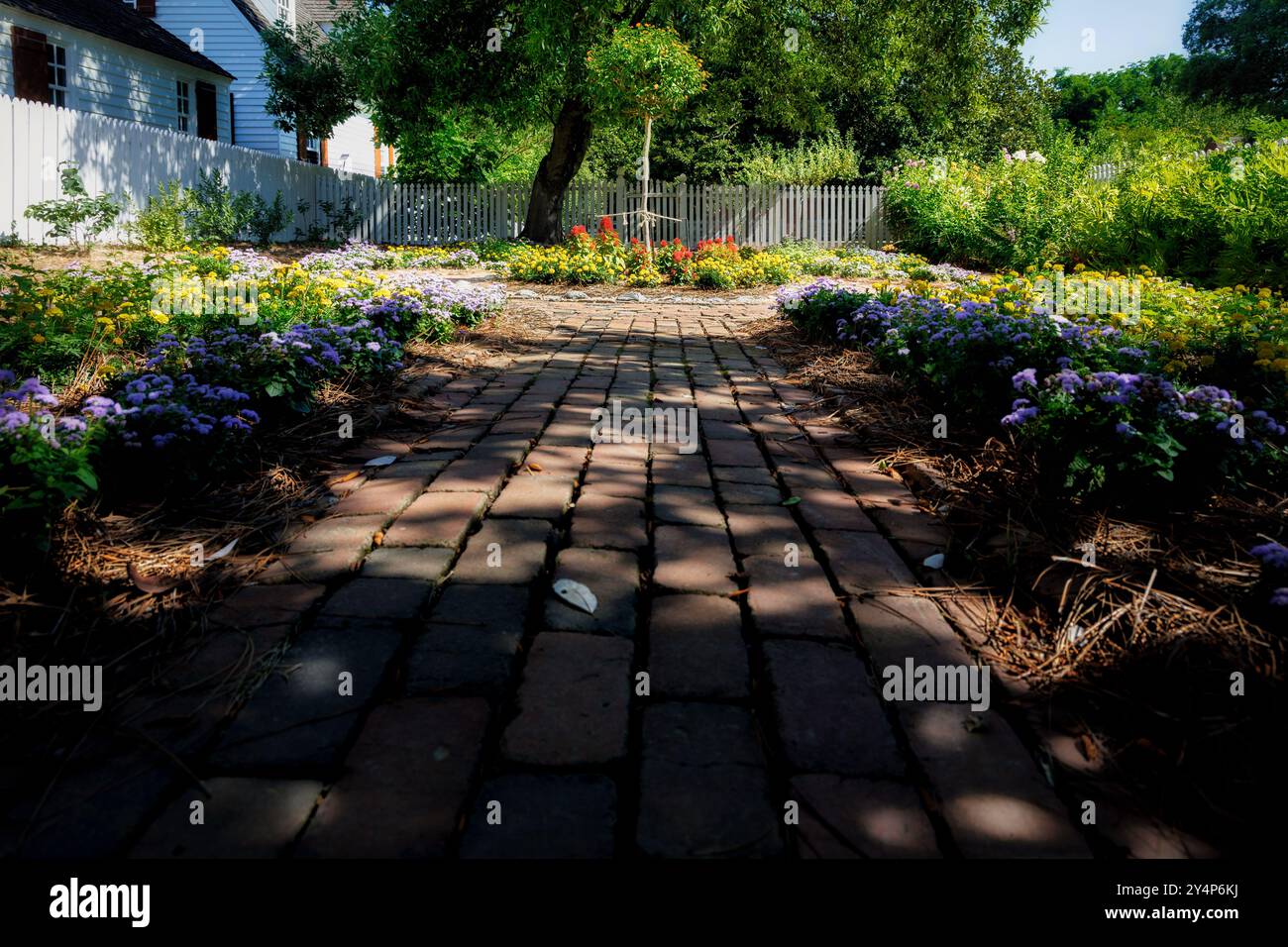 The Raleigh Tavern Garden in full bloom in the historic district of ...