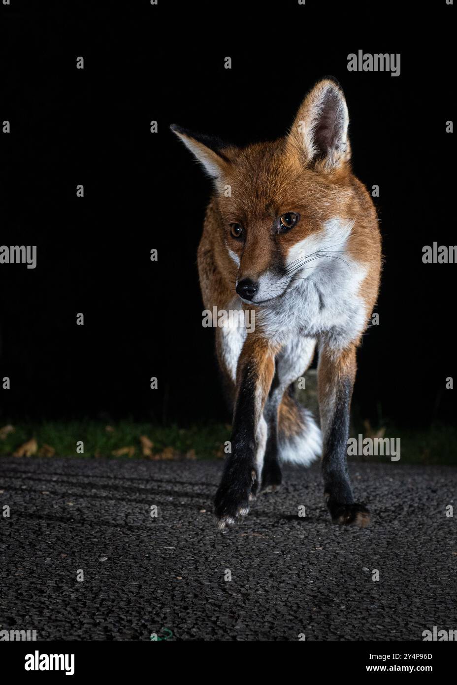 Fox in bristol hi-res stock photography and images - Alamy