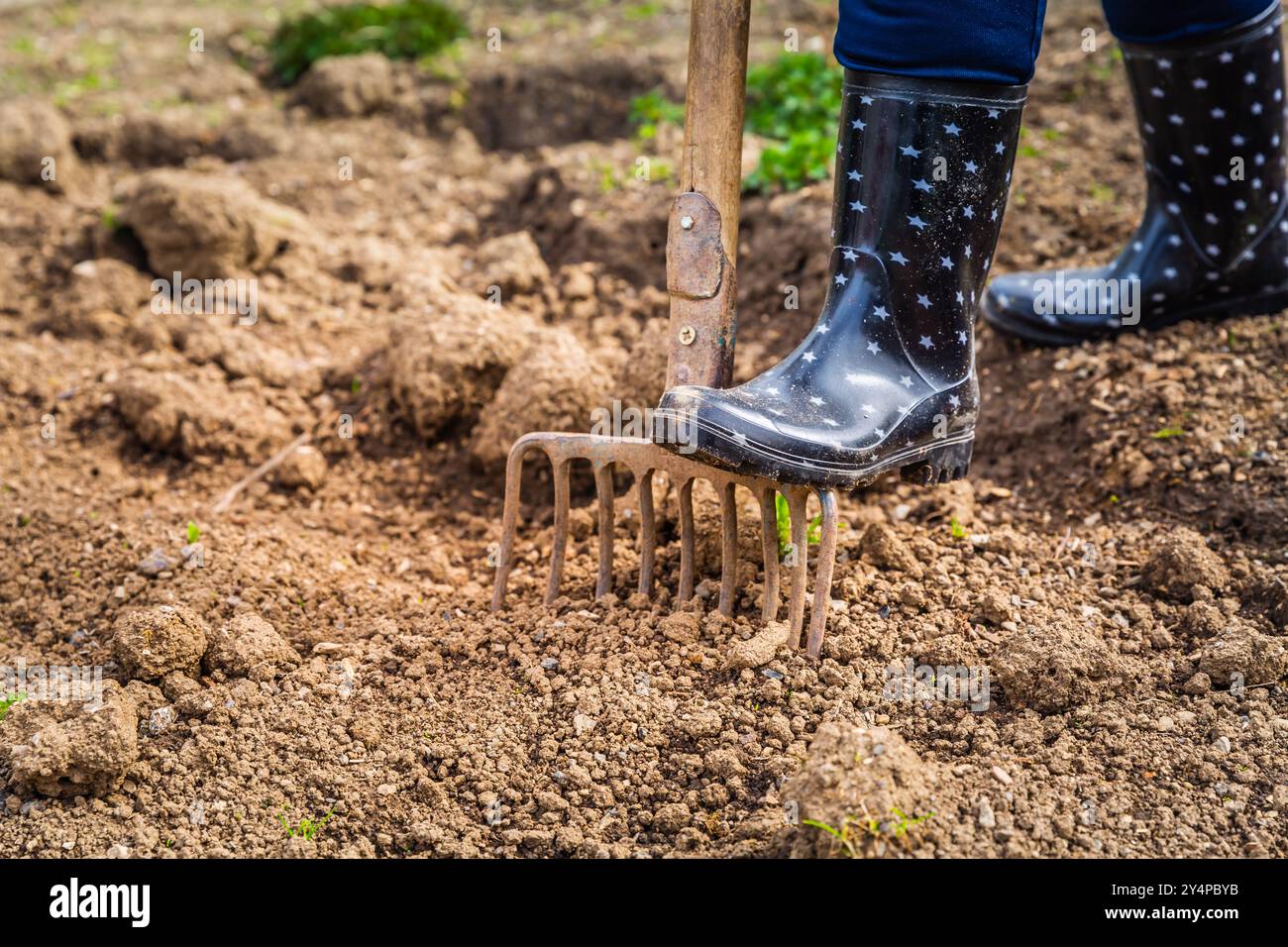 Elderly gardener digging soil with a garden fork to cultivate soil ...