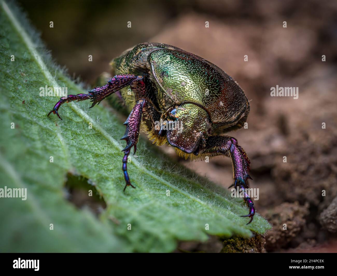Copper chafer beetle hi-res stock photography and images - Alamy