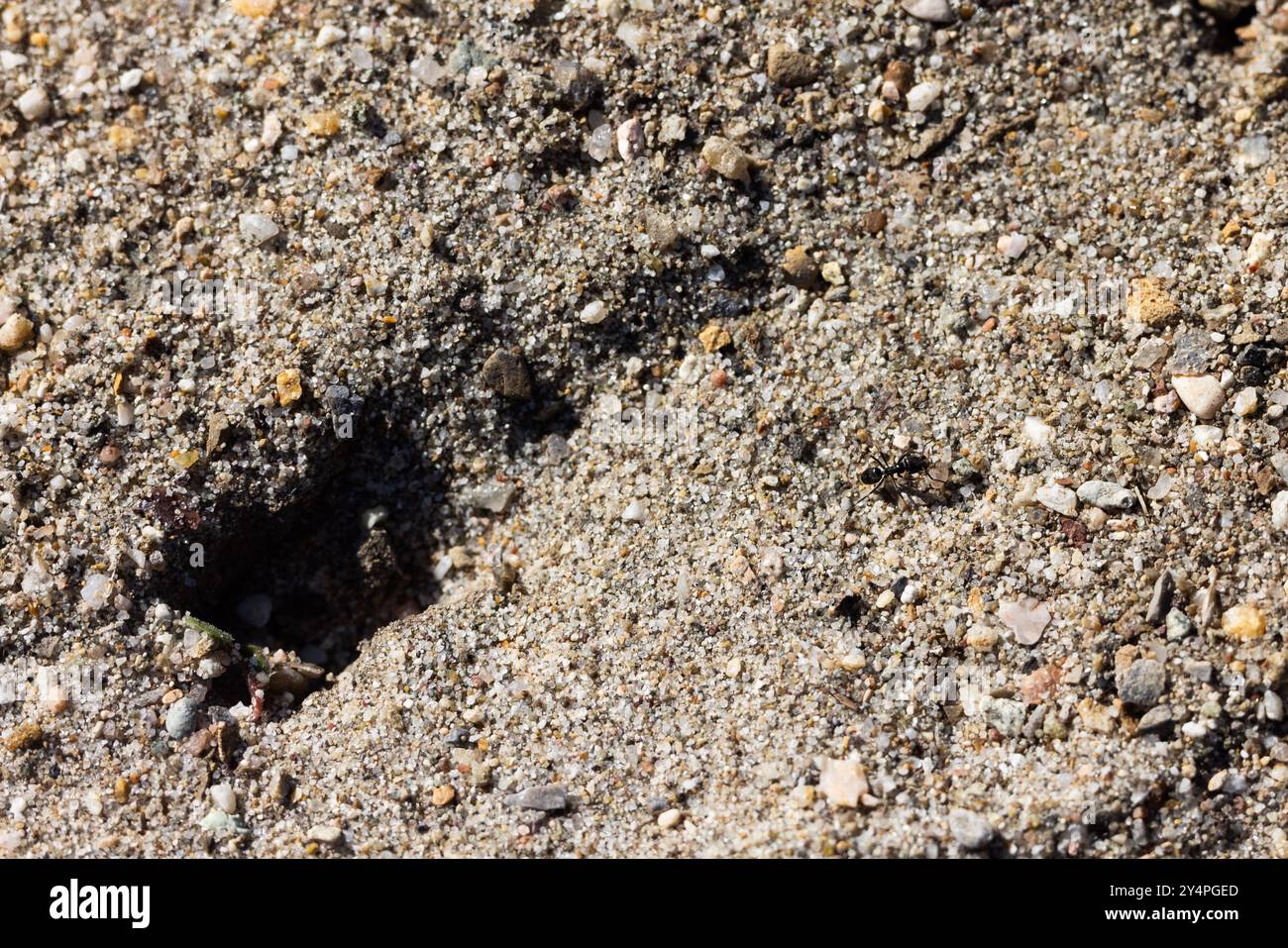 Tapinoma magnum hi-res stock photography and images - Alamy