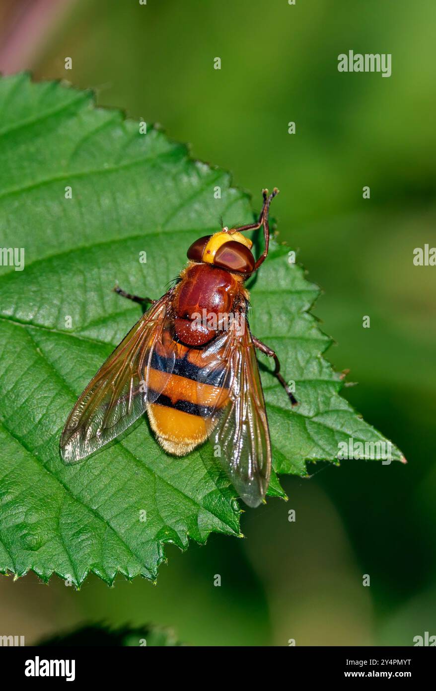 Volucella zonaria: a hornet mimic and the largest UK hoverfly. Hurst ...