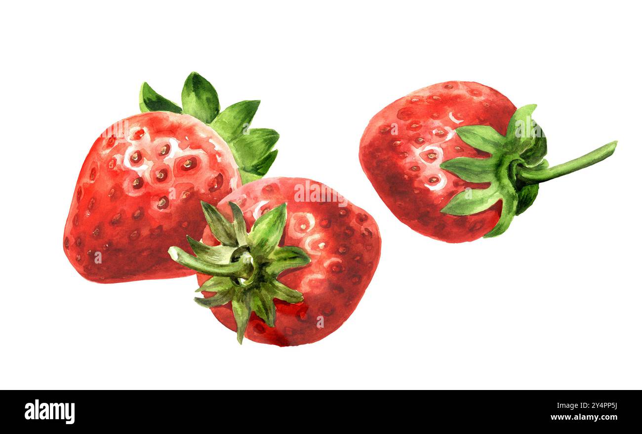 Ripe juicy Strawberries. Watercolor hand drawn illustration isolated on ...